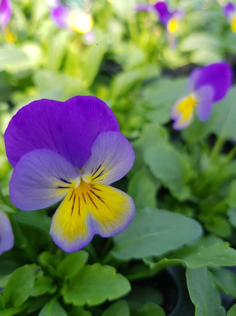 VIOLA BLUE PURPLE WING | MG Webber West Country Grown Ltd.